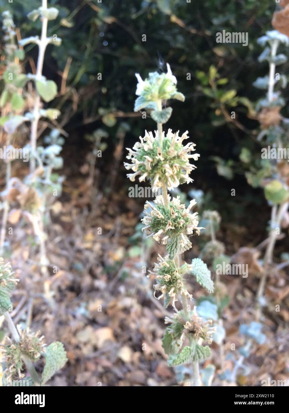 White Horehound (Marrubium vulgare) Plantae Stock Photo - Alamy