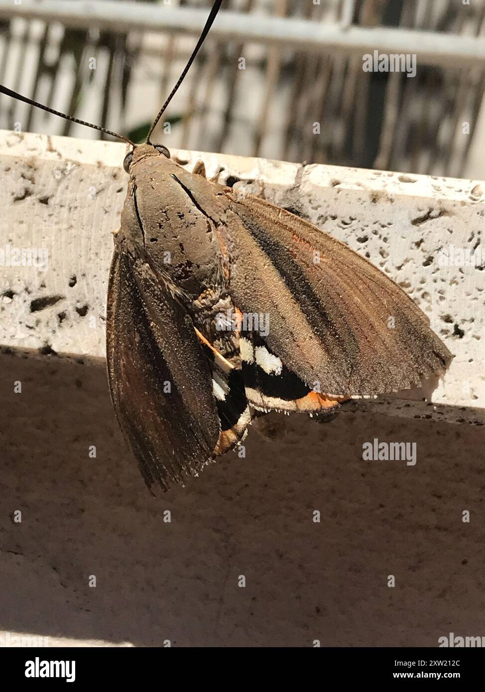 Palm Moth (Paysandisia archon) Insecta Stock Photo - Alamy