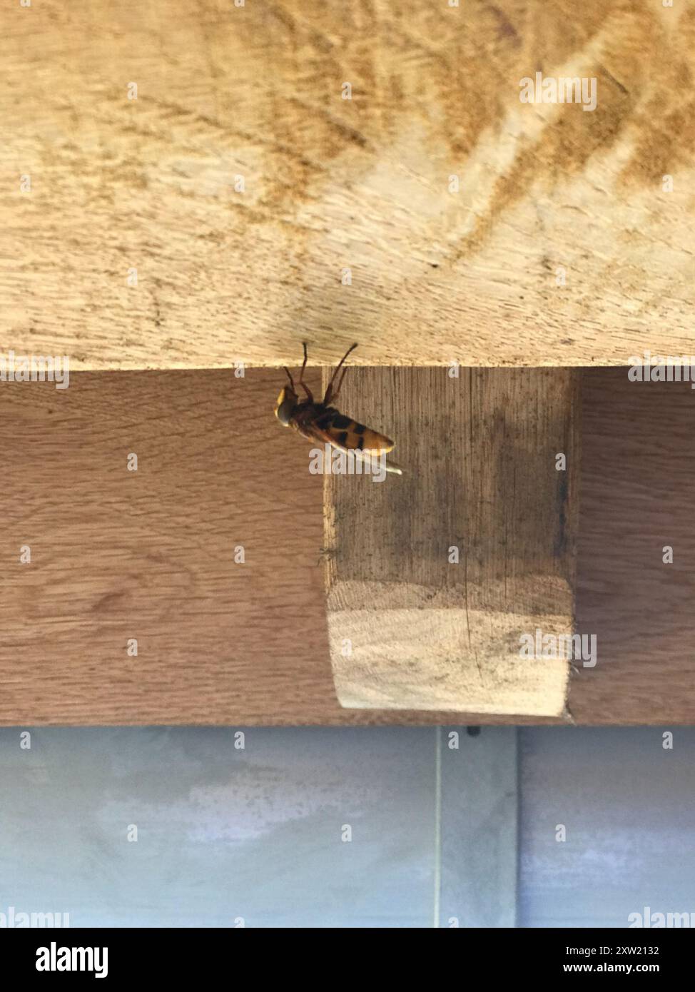 Hornet Mimic Hover Fly (Volucella zonaria) Insecta Stock Photo - Alamy