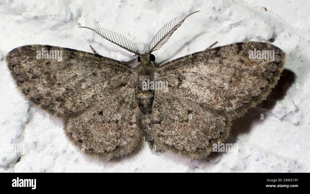 Texas Gray (Glenoides texanaria) Insecta Stock Photo - Alamy