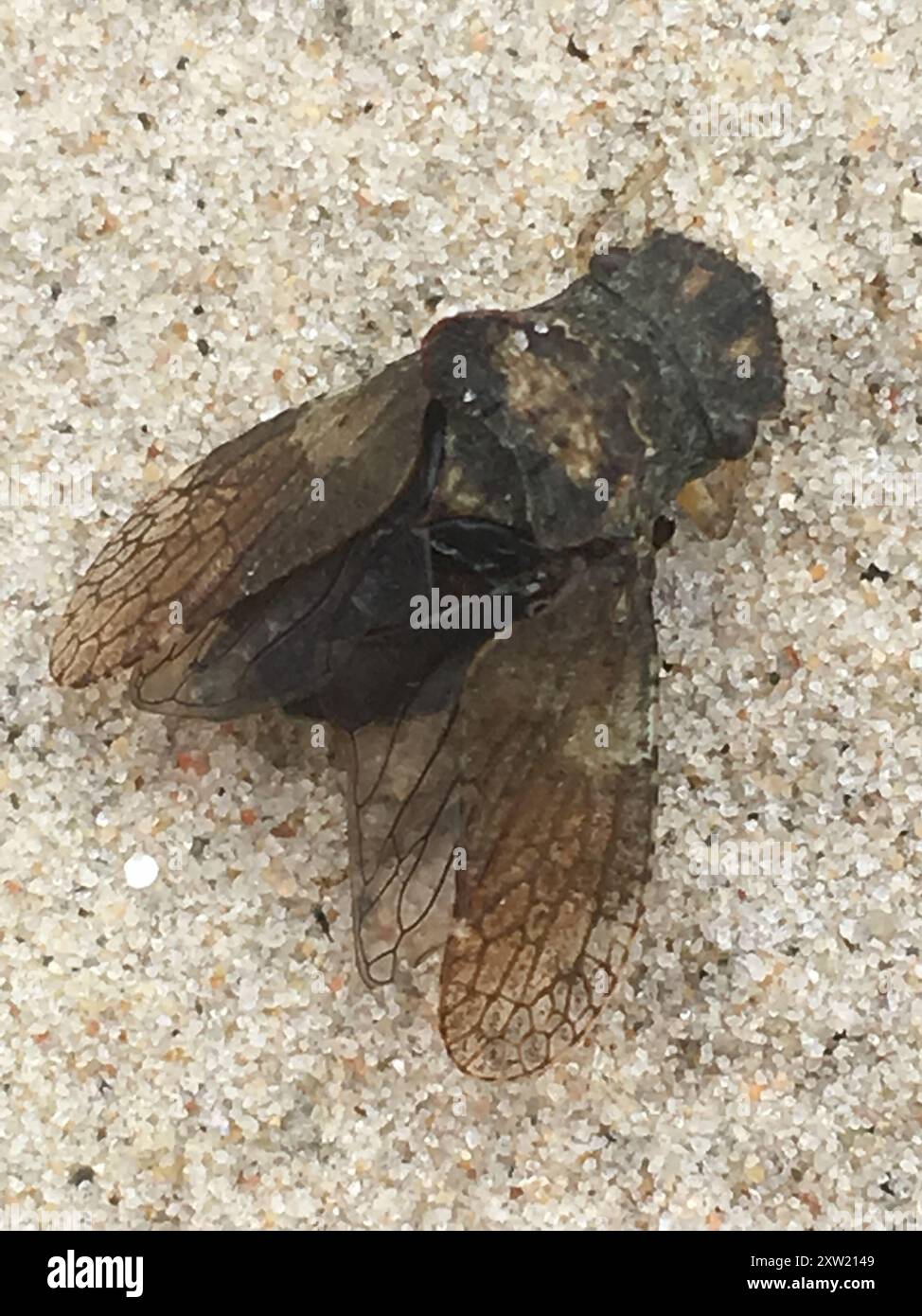 Horned Leafhopper (Ledra aurita) Insecta Stock Photo - Alamy