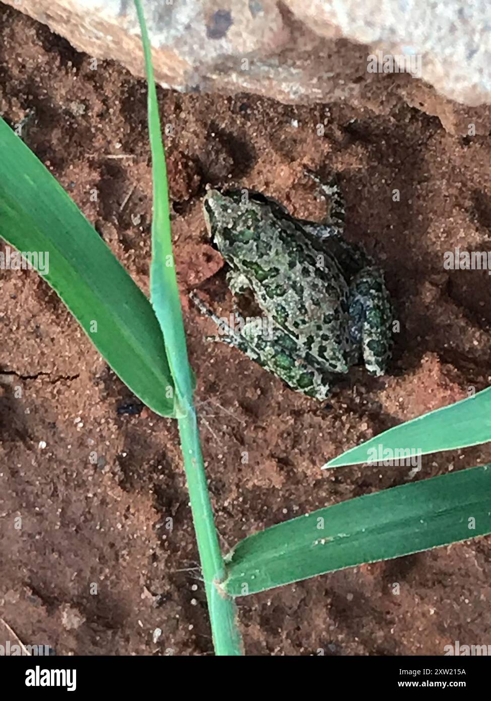 Spotted Chorus Frog (Pseudacris clarkii) Amphibia Stock Photo - Alamy