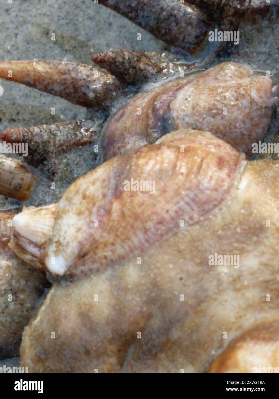 Common Atlantic Slippersnail (Crepidula fornicata) Mollusca Stock Photo ...