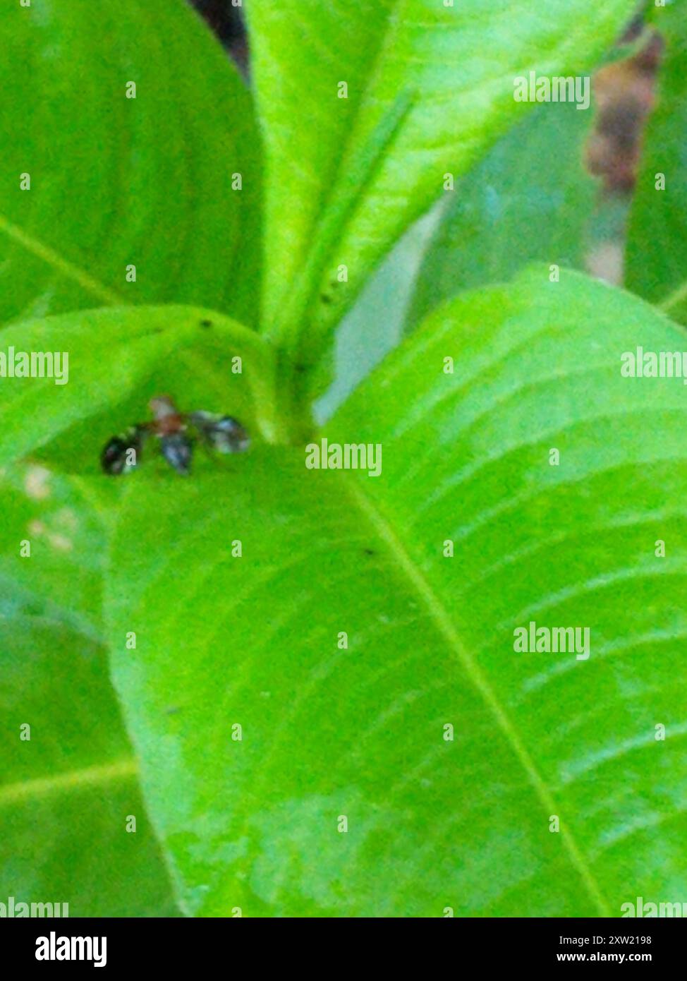 Common Picture-winged Fly (Delphinia picta) Insecta Stock Photo - Alamy