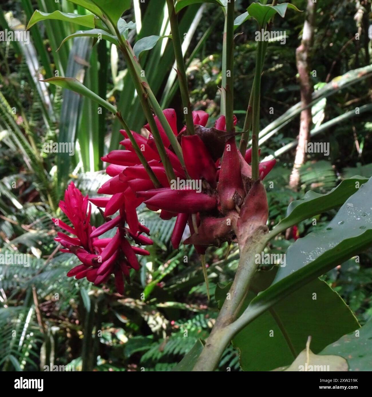 Red Ginger (Alpinia purpurata) Plantae Stock Photo - Alamy