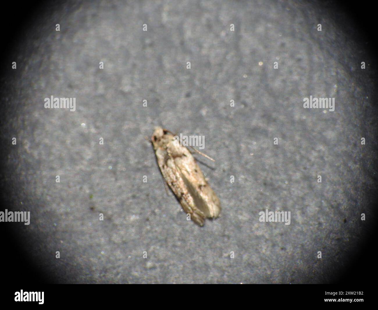 Curved-horn Moths (Gelechioidea) Insecta Stock Photo - Alamy