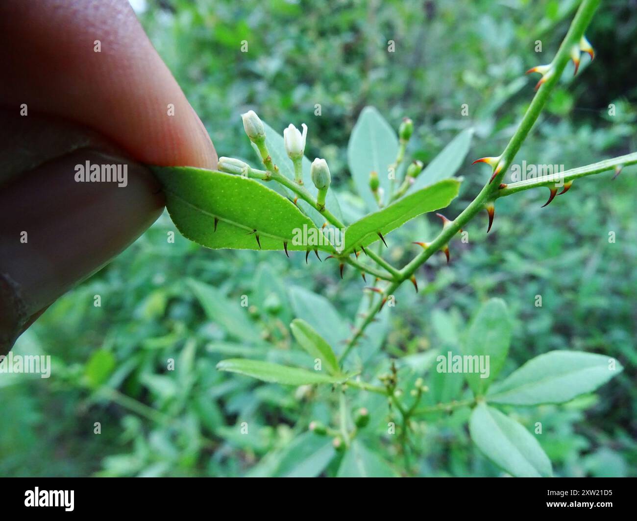 orange climber (Zanthoxylum asiaticum) Plantae Stock Photo - Alamy