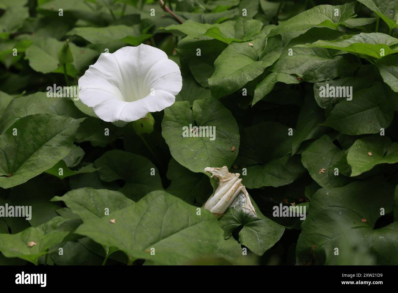 large bindweed (Calystegia silvatica) Plantae Stock Photo - Alamy
