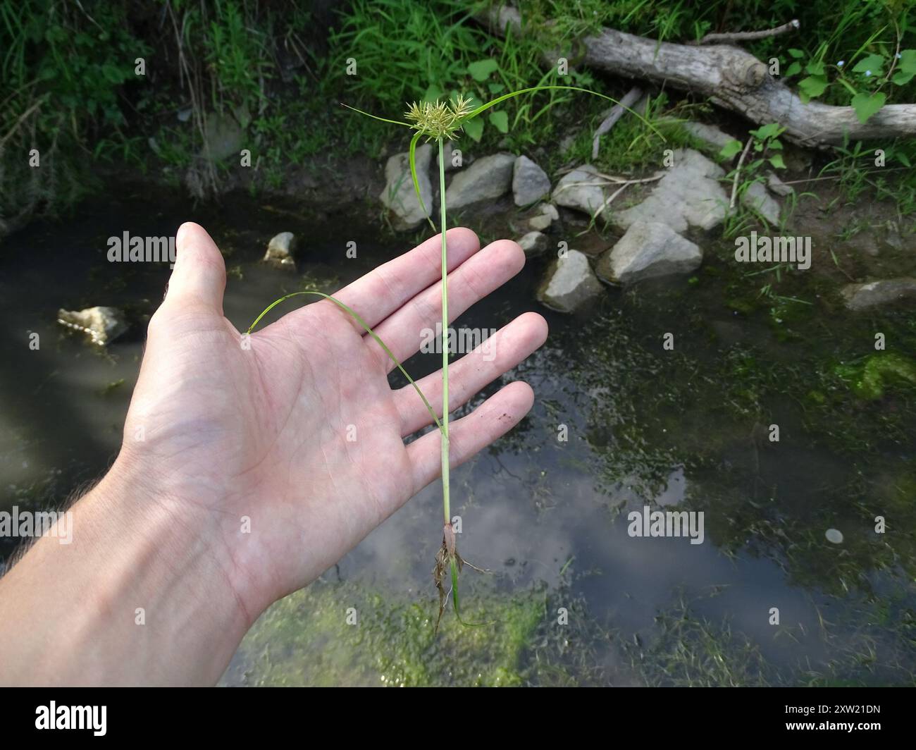 Fragrant flatsedge (Cyperus odoratus) Plantae Stock Photo - Alamy
