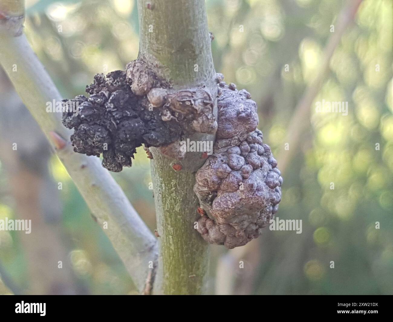 Agrobacterium radiobacter hi-res stock photography and images - Alamy