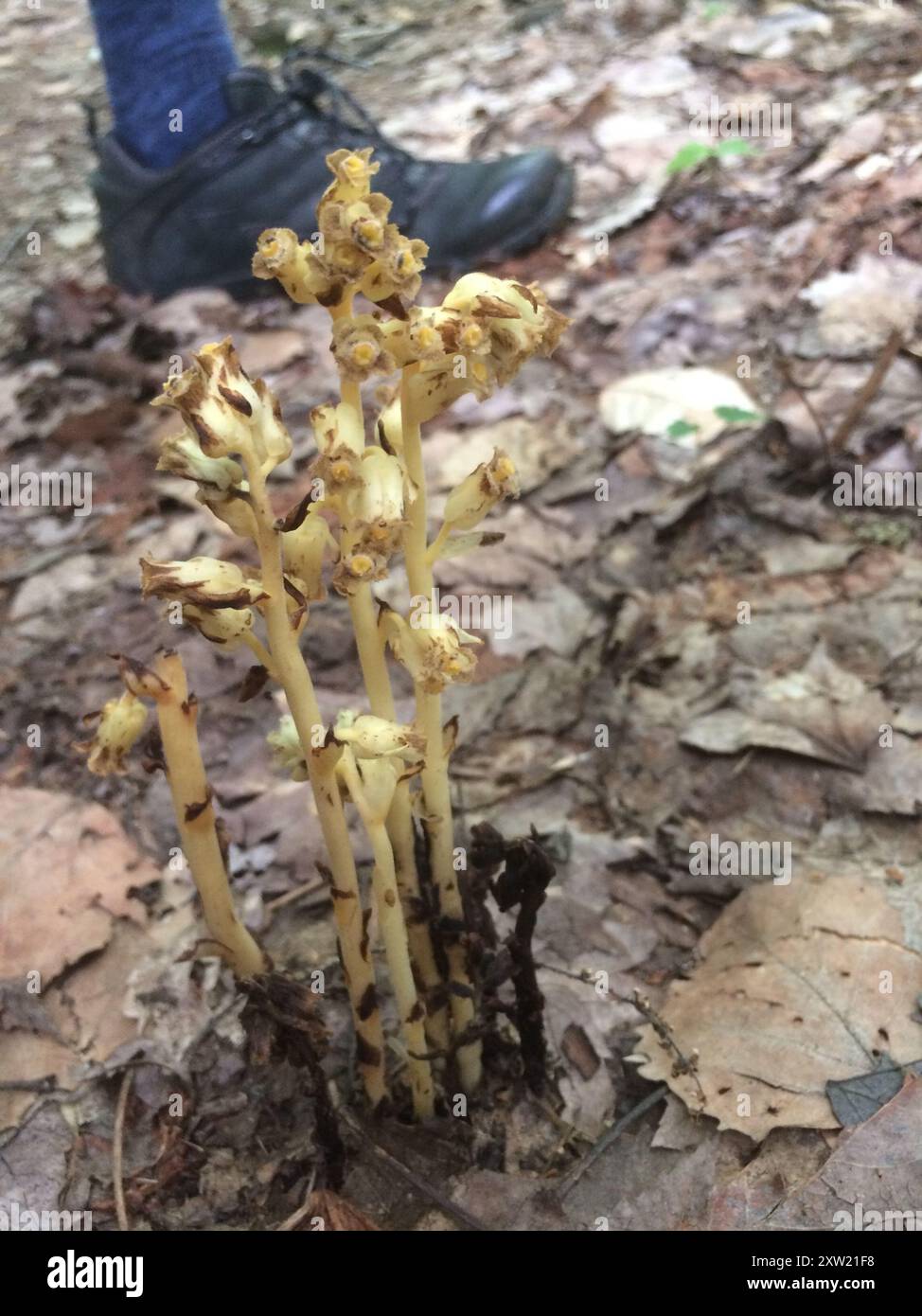 pinesap (Monotropa hypopitys) Plantae Stock Photo - Alamy