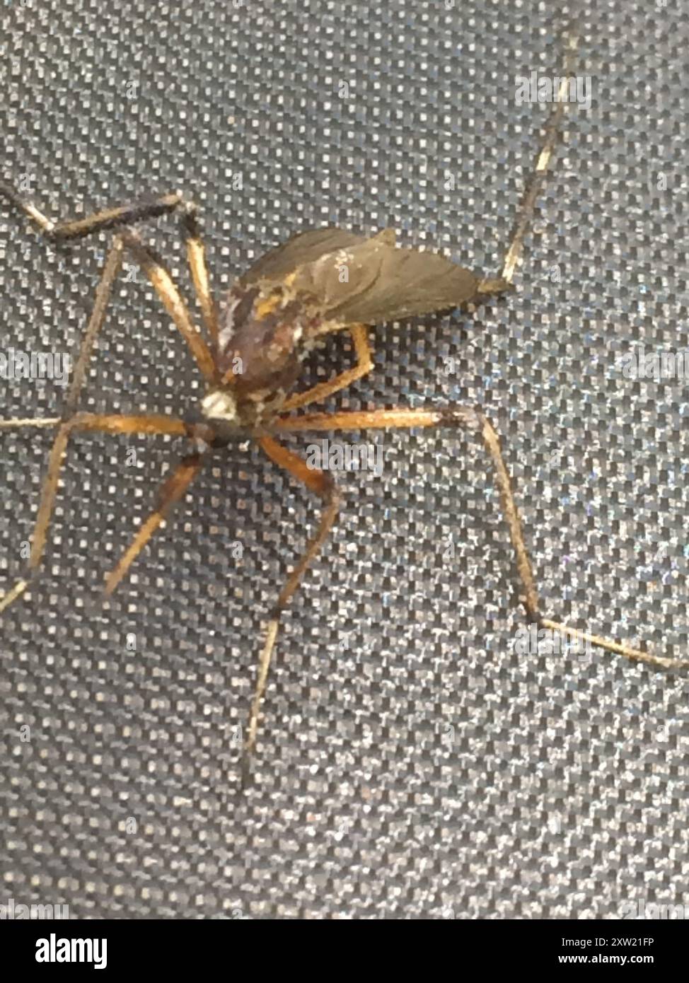 Gallinipper (Psorophora ciliata) Insecta Stock Photo - Alamy