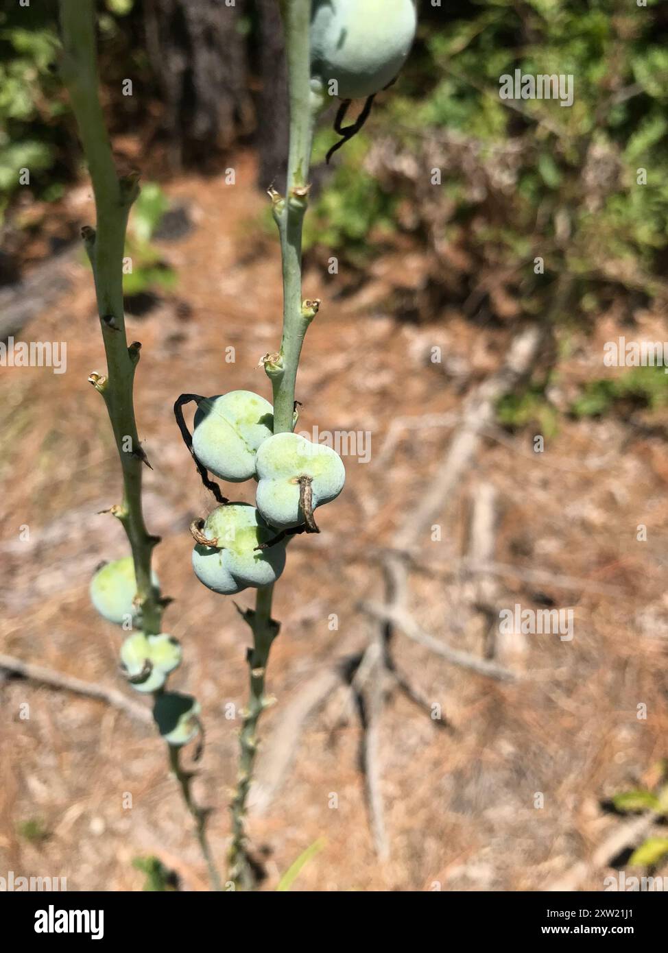 Manfreda virginica hi-res stock photography and images - Alamy