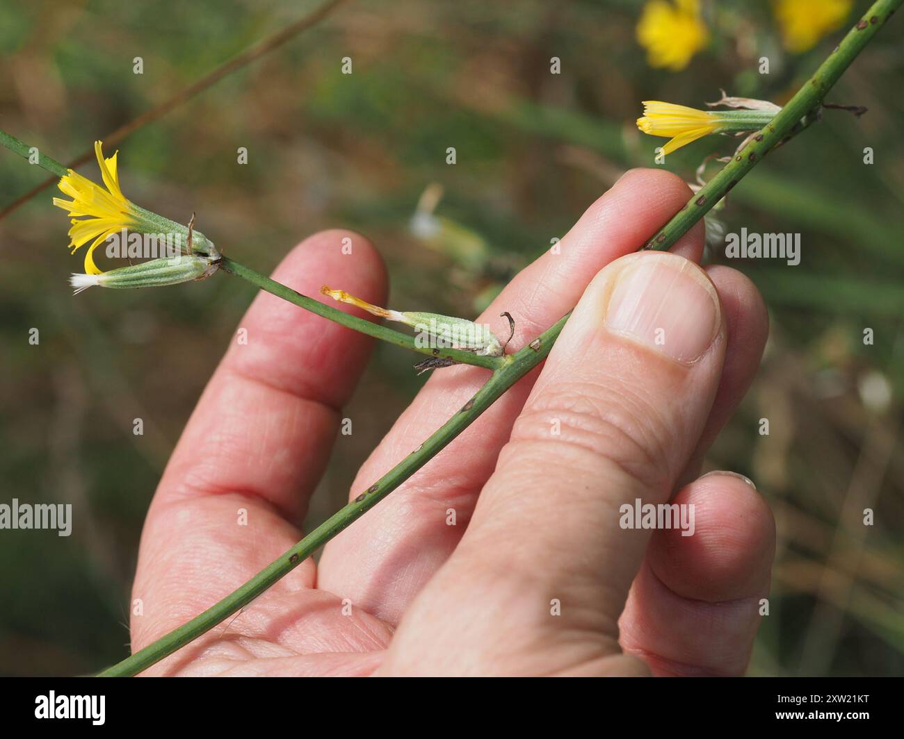 Rush Skeletonweed (Chondrilla juncea) Plantae Stock Photo - Alamy