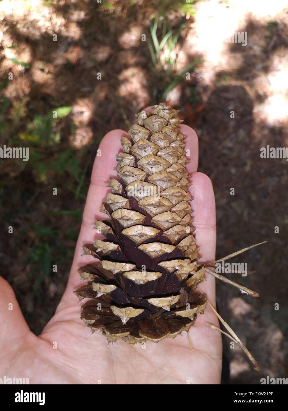 loblolly pine (Pinus taeda) Plantae Stock Photo - Alamy