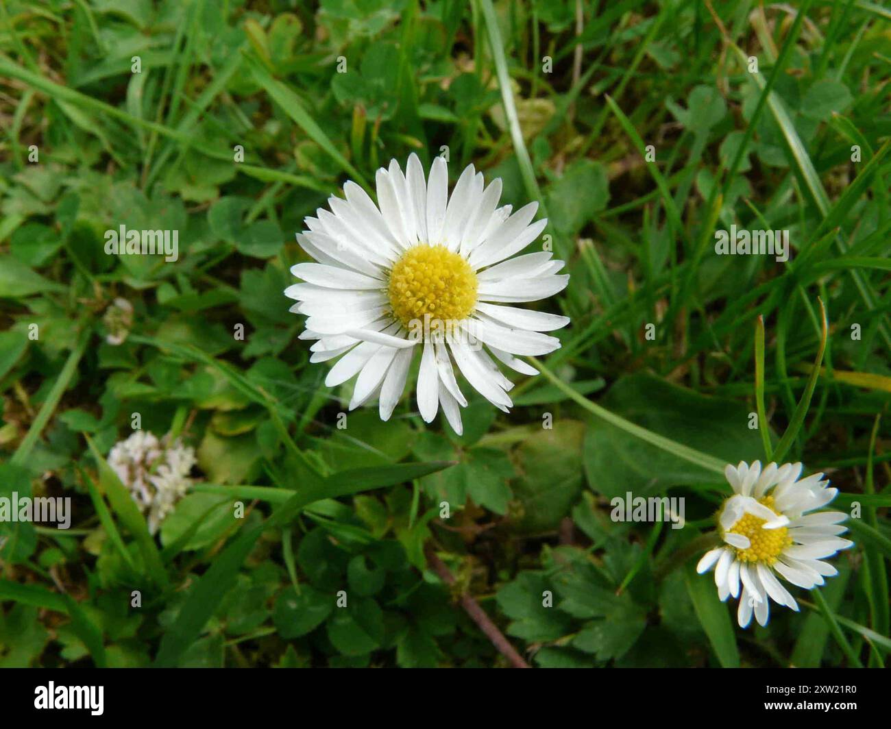 Lawn daisy (Bellis perennis) Plantae Stock Photo - Alamy