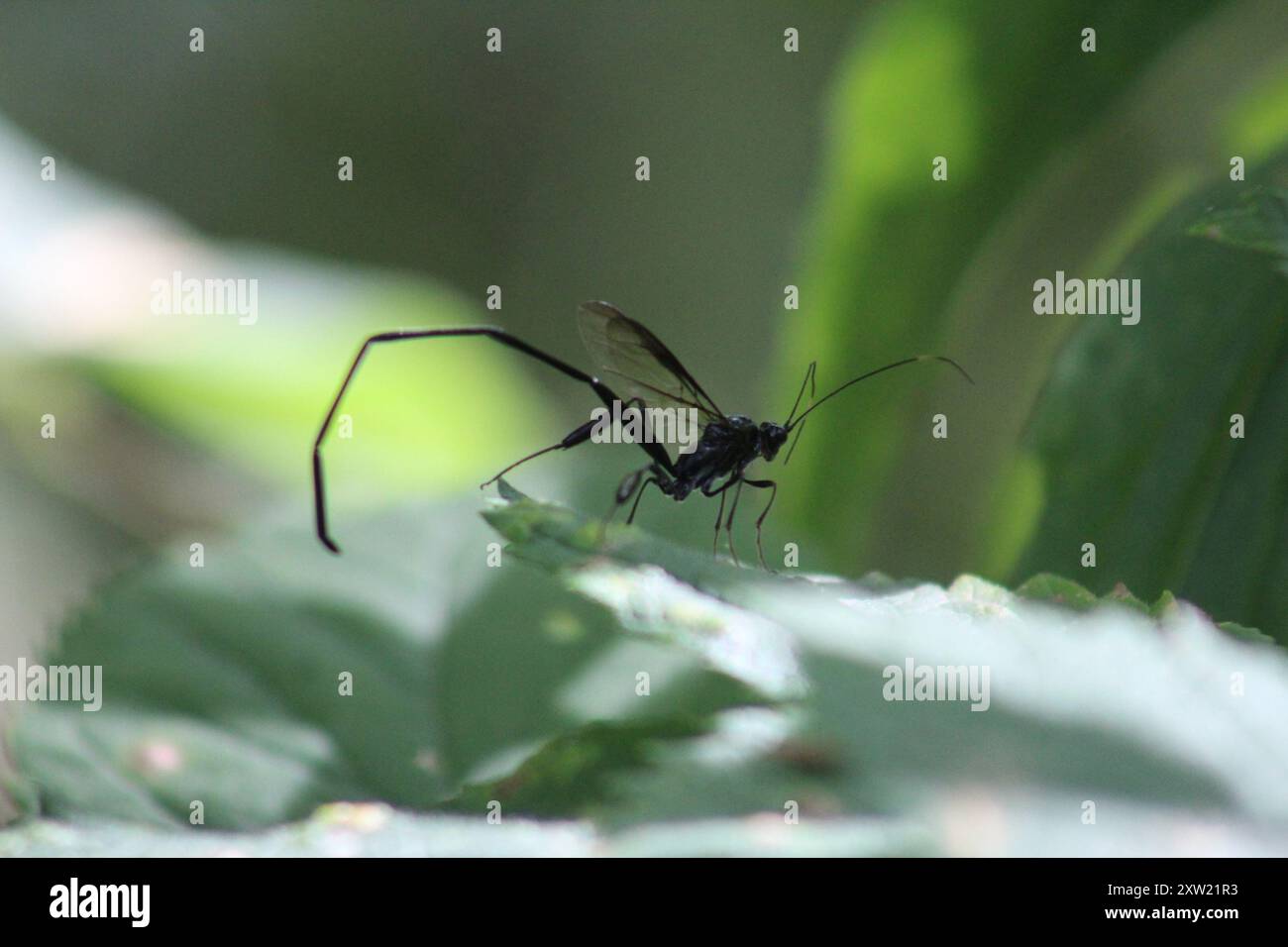 American Pelecinid Wasp (Pelecinus polyturator) Insecta Stock Photo - Alamy