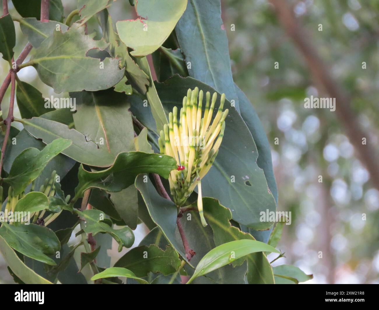 leafy mistletoe (Dendrophthoe falcata) Plantae Stock Photo - Alamy