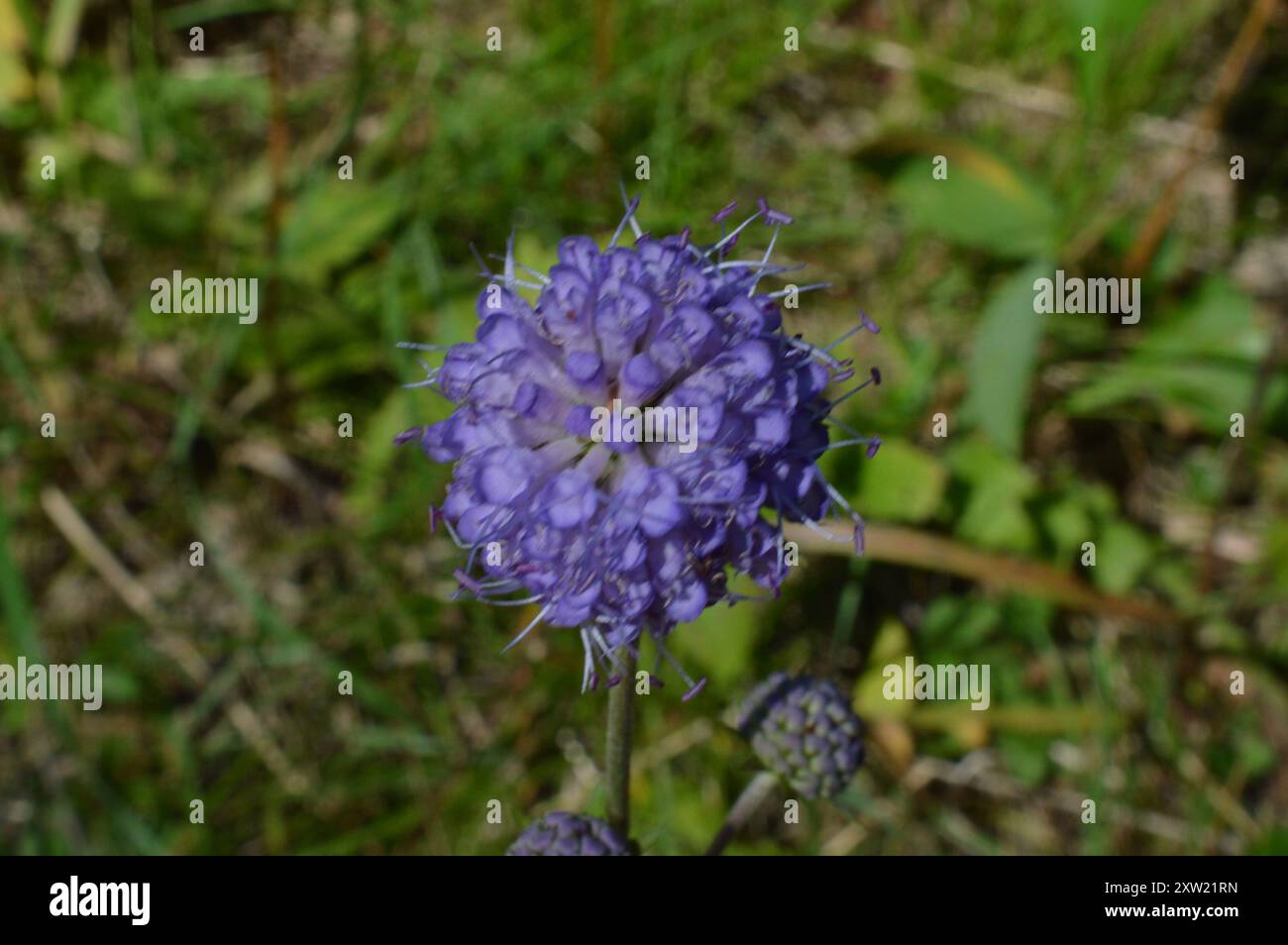 Devil's-bit Scabious (Succisa pratensis) Plantae Stock Photo - Alamy