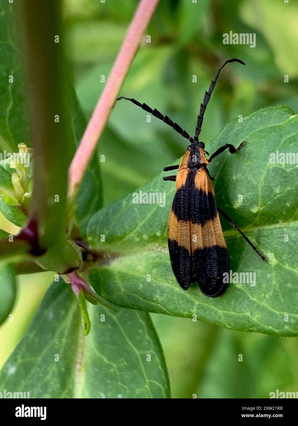 Reticulated Net-winged Beetle (Calopteron reticulatum) Insecta Stock ...