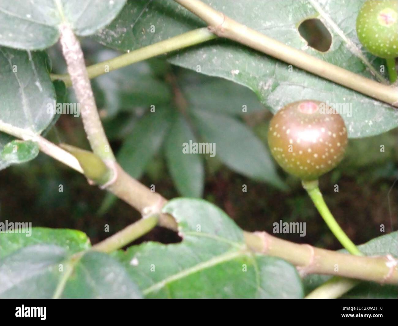Fairy Fig (Ficus erecta) Plantae Stock Photo - Alamy