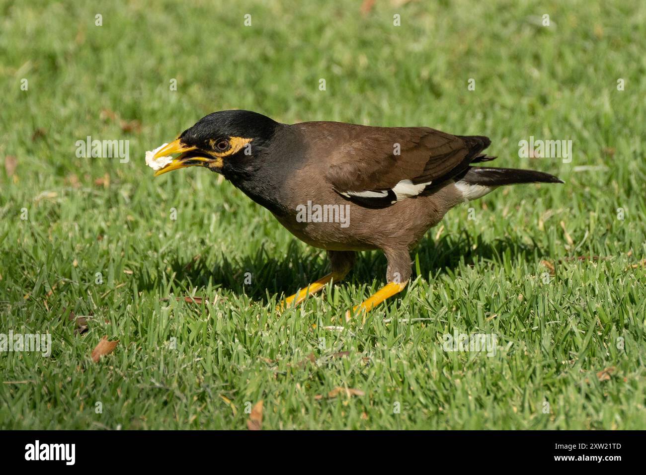 An Indian myna bird standing on a lawn with a morsel of food in its ...