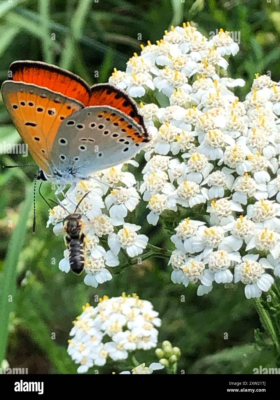 Large Copper (Lycaena dispar) Insecta Stock Photo - Alamy