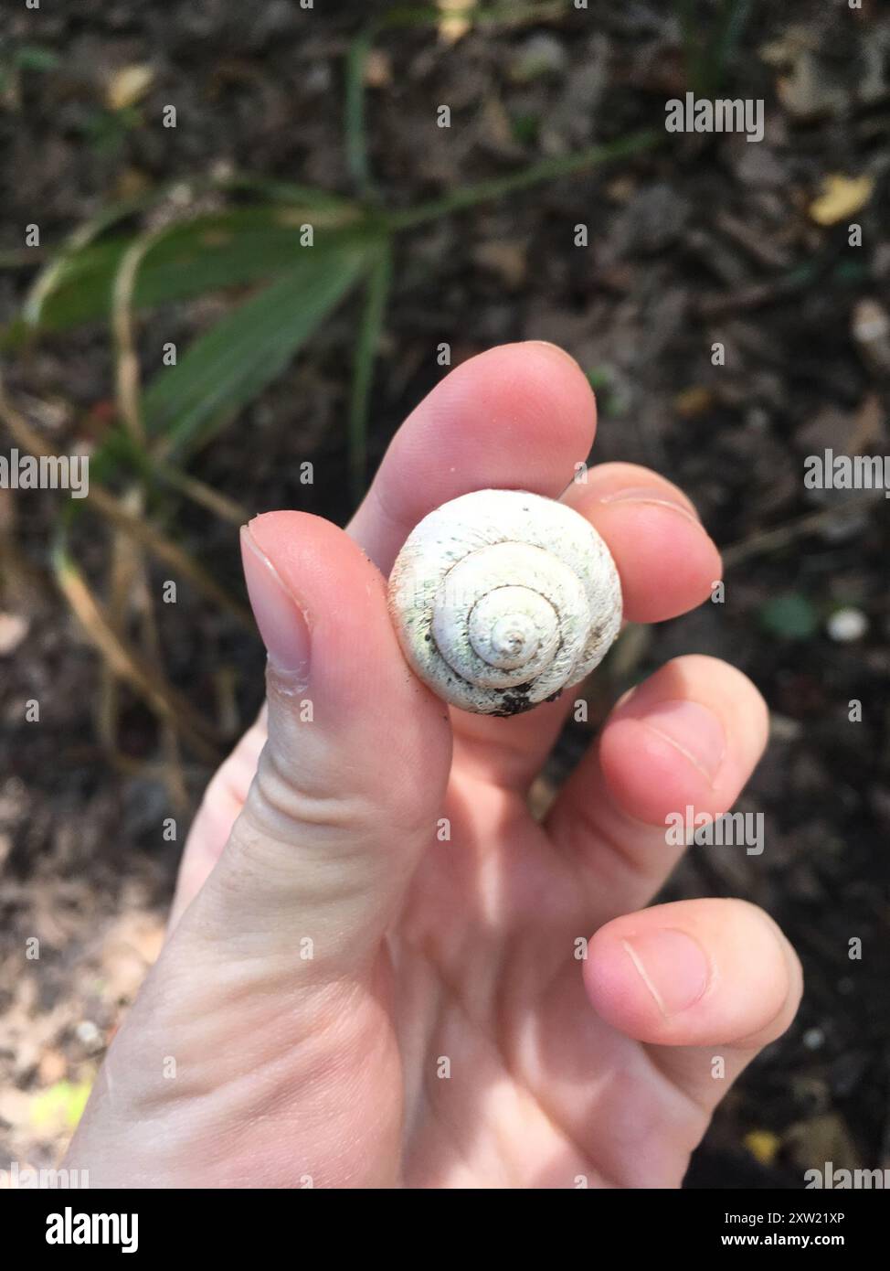 Chinese Mystery Snail (Cipangopaludina chinensis) Mollusca Stock Photo ...