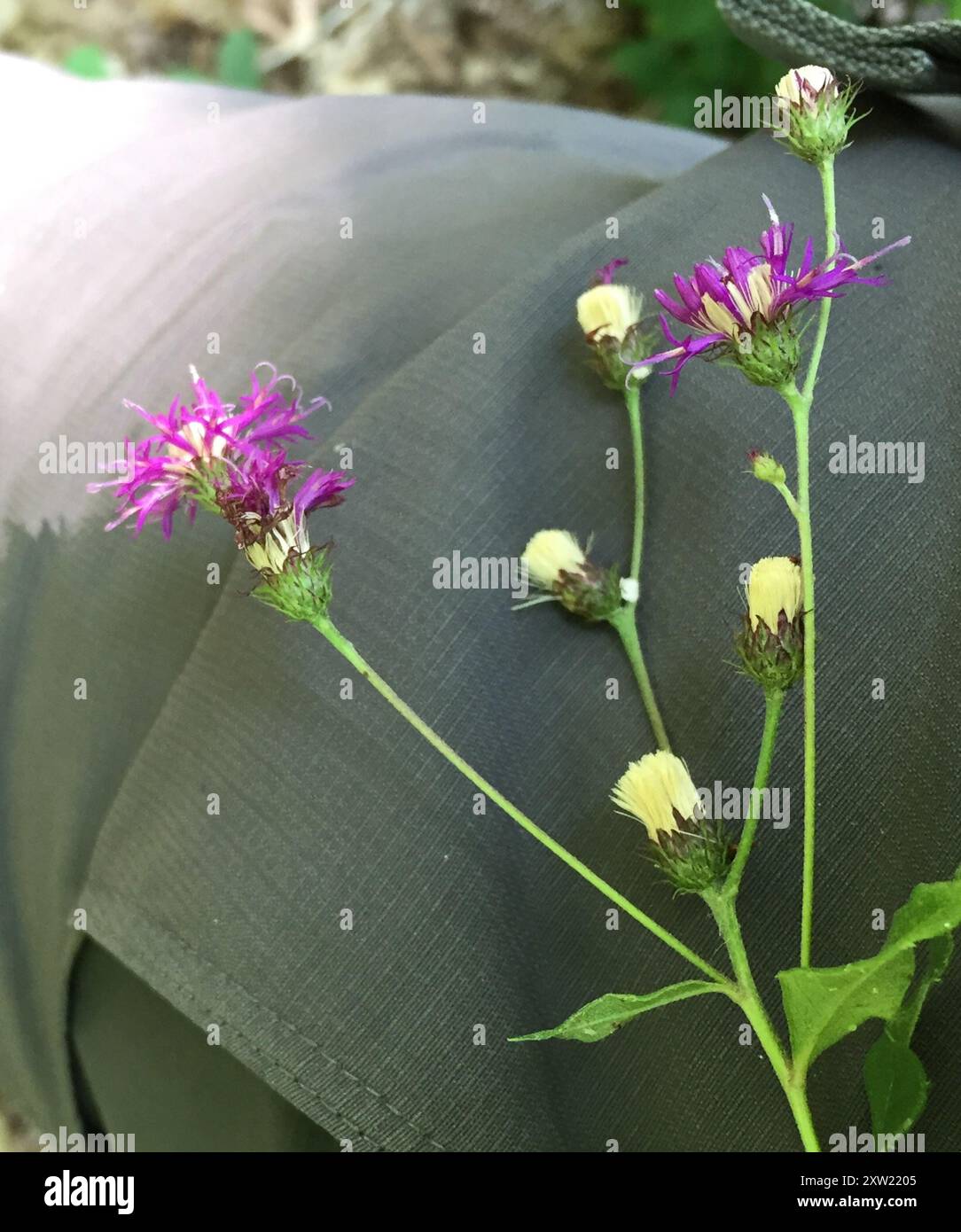Broadleaf Ironweed (Vernonia glauca) Plantae Stock Photo - Alamy