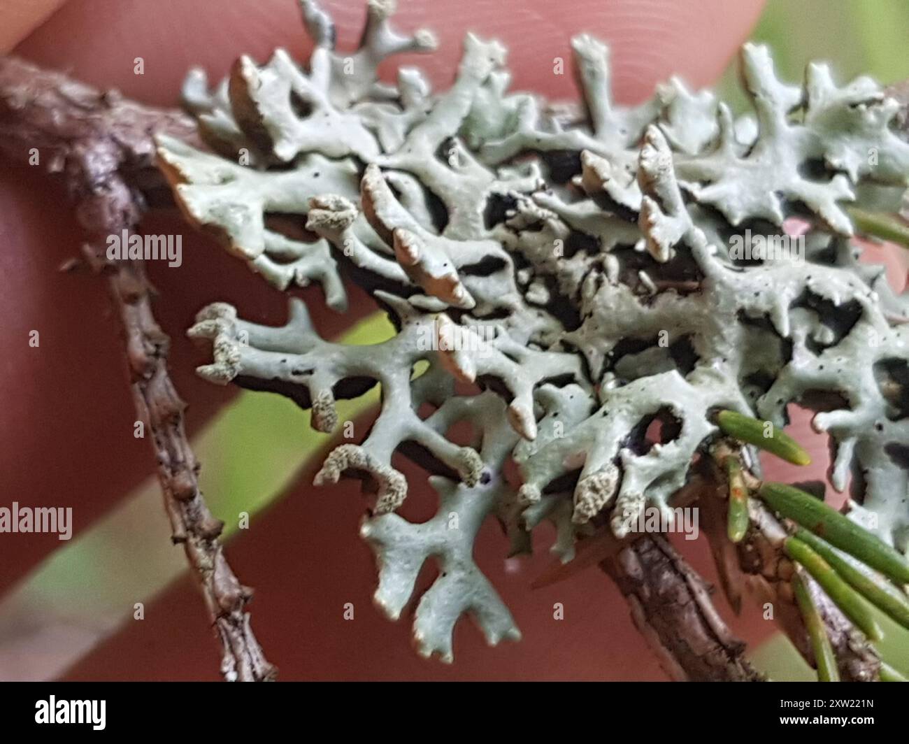 Powder-headed Tube Lichen (Hypogymnia tubulosa) Fungi Stock Photo - Alamy