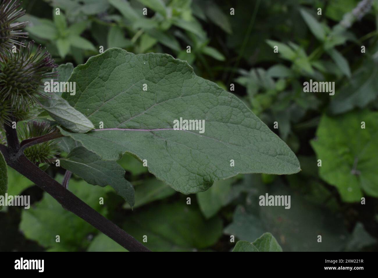 lesser burdock (Arctium minus) Plantae Stock Photo - Alamy