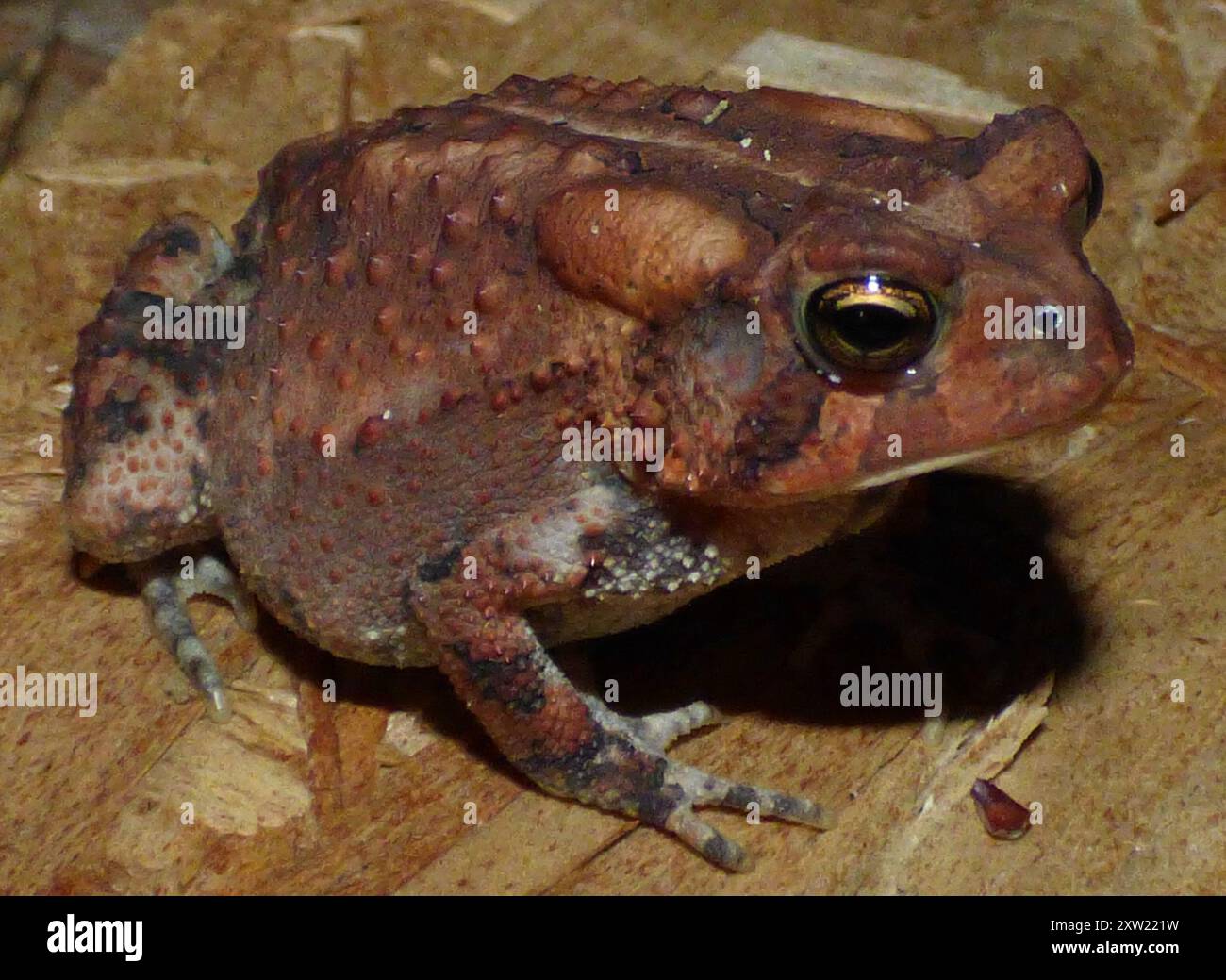 North American Toads (Anaxyrus) Amphibia Stock Photo - Alamy