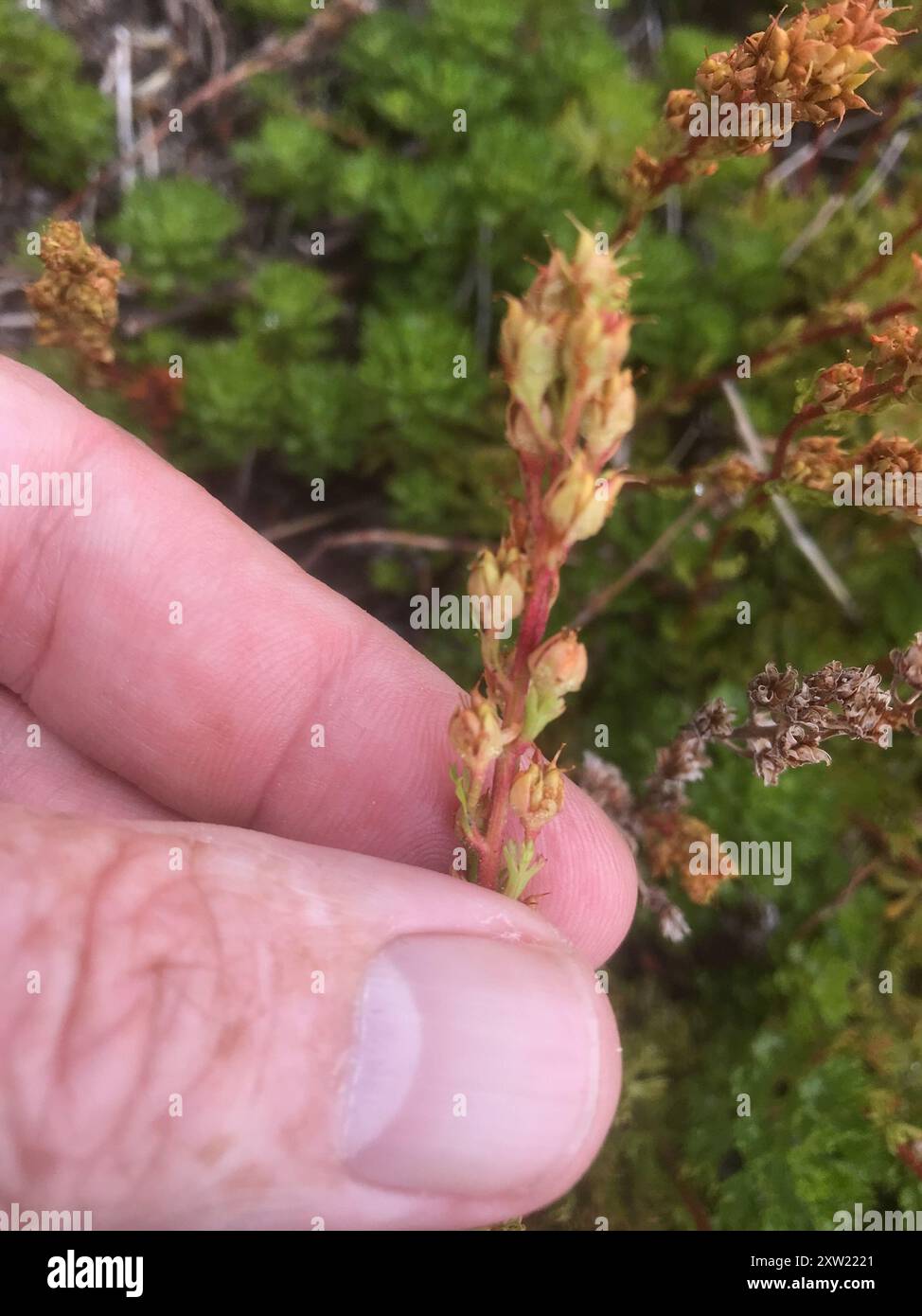Partridgefoot (Luetkea pectinata) Plantae Stock Photo - Alamy