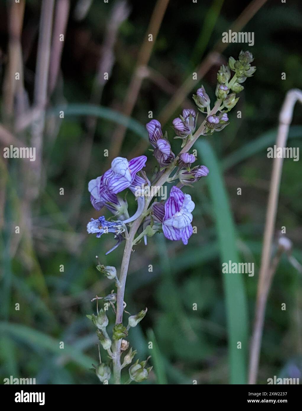 Purple Toadflax (Linaria purpurea) Plantae Stock Photo - Alamy