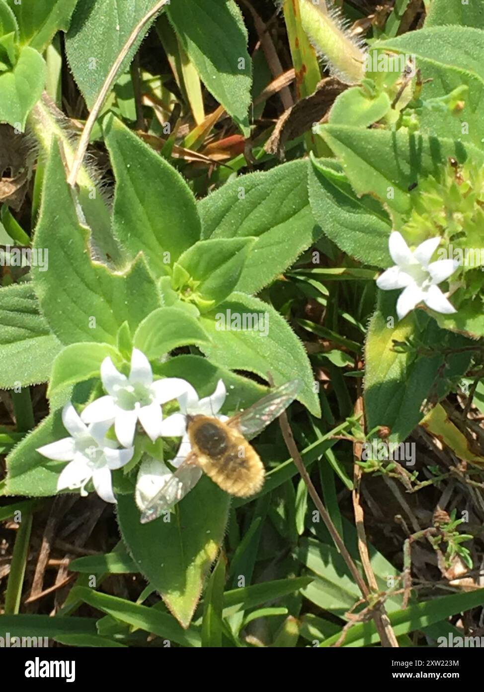 Tropical Mexican Clover (Richardia brasiliensis) Plantae Stock Photo ...