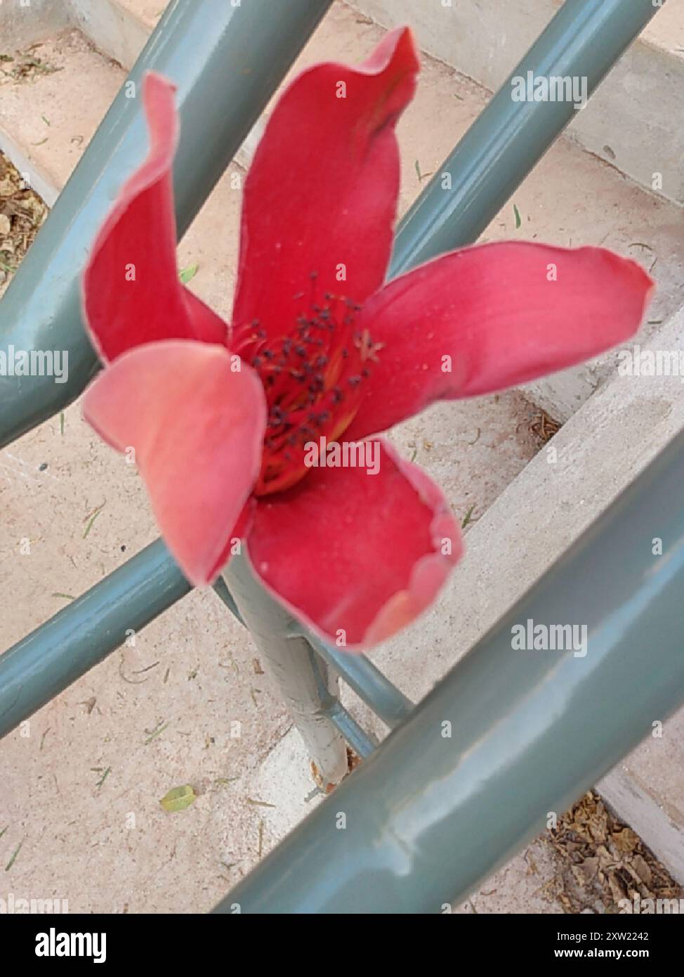 Red Silk Cotton Tree (Bombax ceiba) Plantae Stock Photo - Alamy
