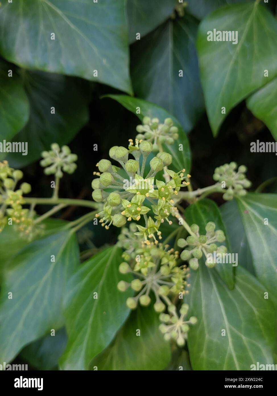 Canary Islands Ivy (Hedera canariensis) Plantae Stock Photo - Alamy