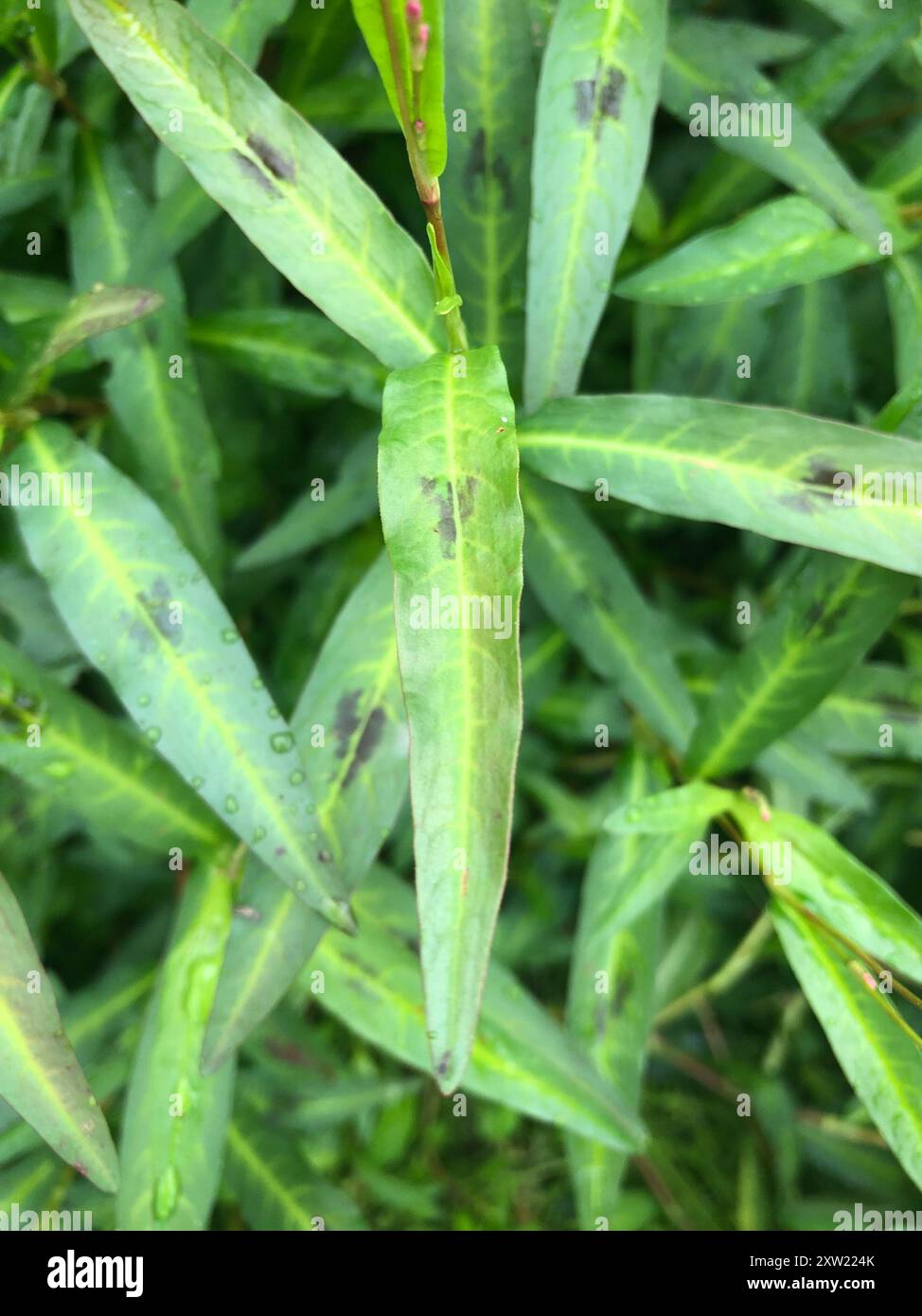 swamp smartweed (Persicaria hydropiperoides) Plantae Stock Photo - Alamy