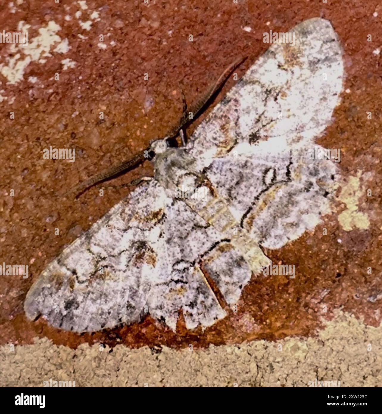 Brown-shaded Gray (Iridopsis defectaria) Insecta Stock Photo - Alamy