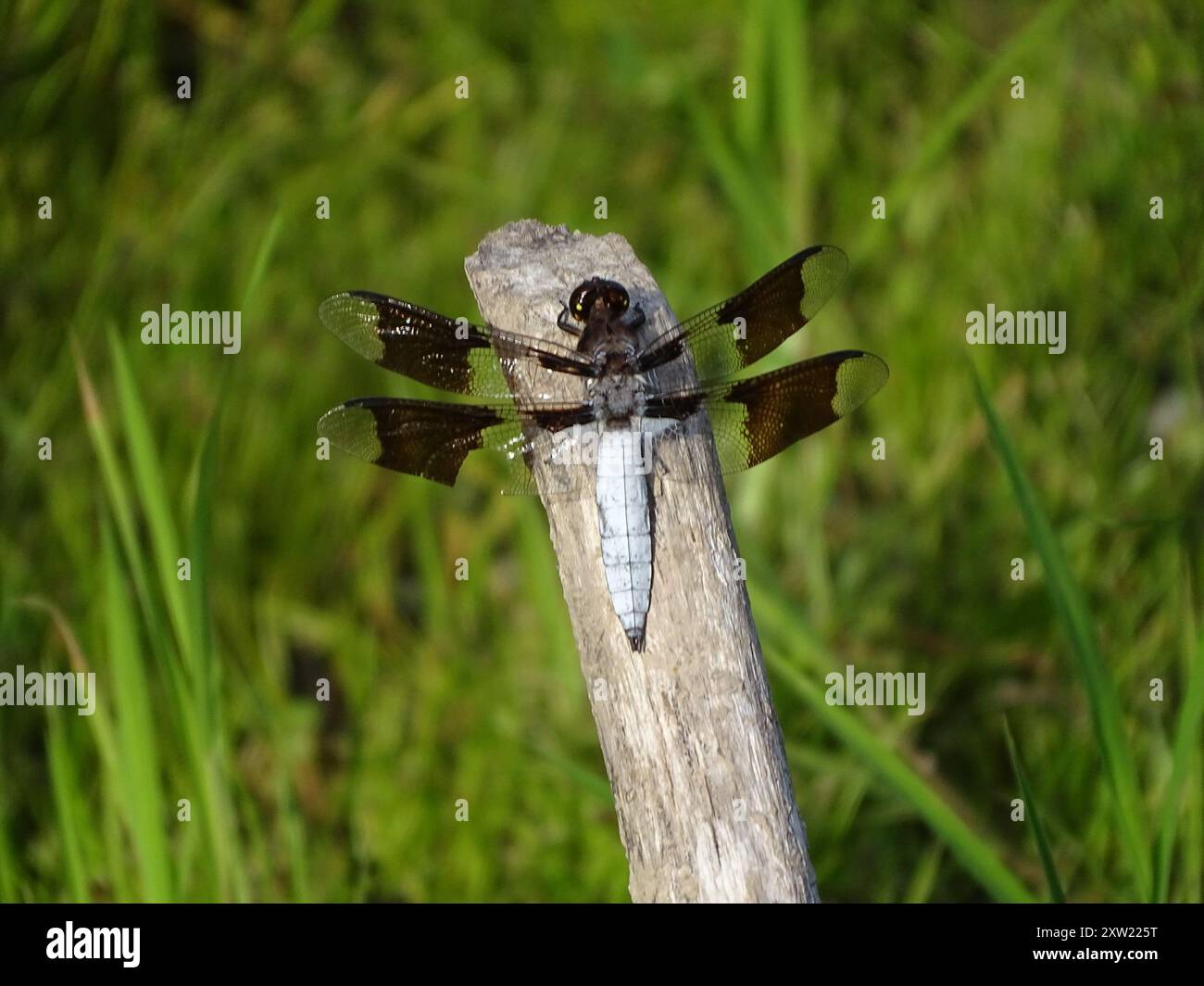 Common Whitetail (Plathemis lydia) Insecta Stock Photo - Alamy