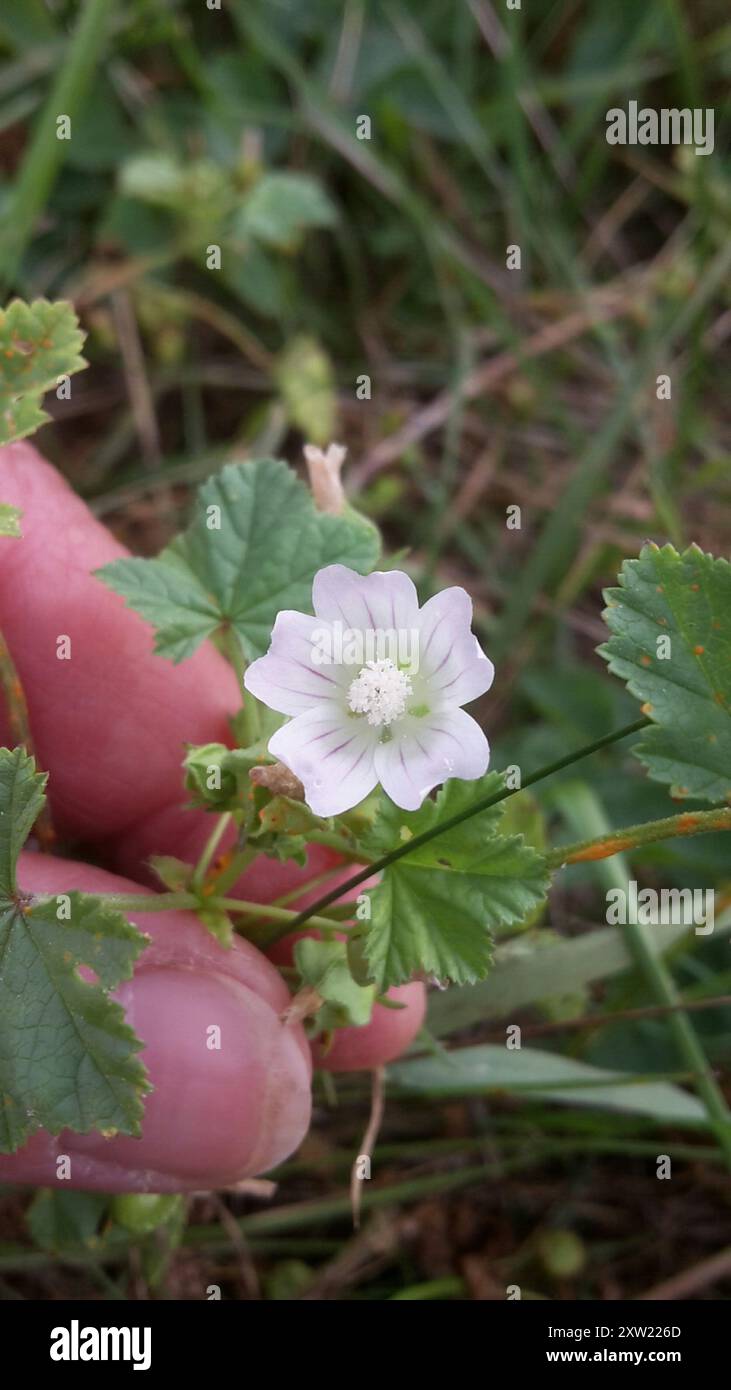 dwarf mallow (Malva neglecta) Plantae Stock Photo - Alamy