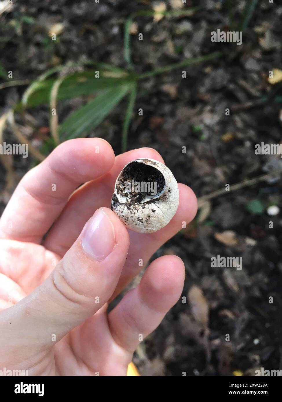 Chinese Mystery Snail (Cipangopaludina chinensis) Mollusca Stock Photo ...