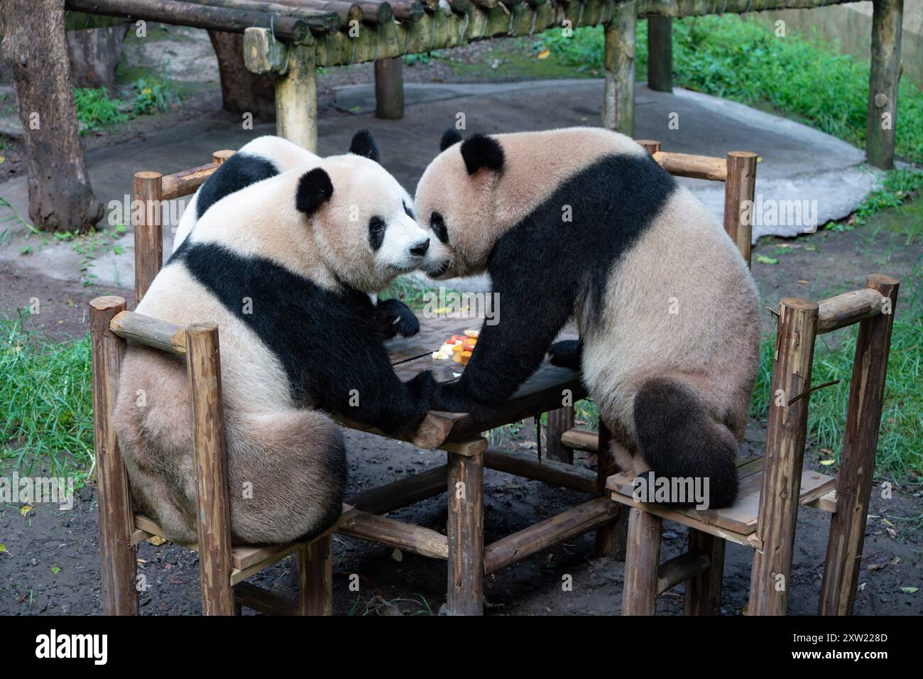 Giant pandas are gathering around a table for dinner at Chongqing Zoo ...