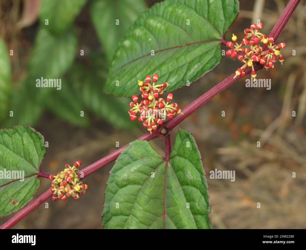 Begonia Vine (Cissus discolor) Plantae Stock Photo - Alamy