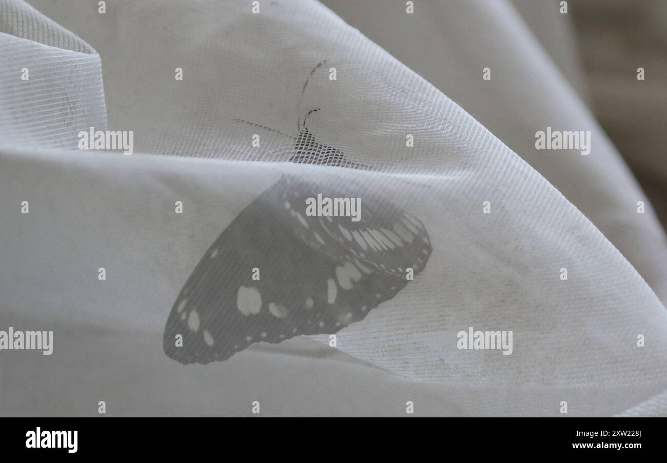 Common Crow Butterfly (Euploea core) Insecta Stock Photo - Alamy