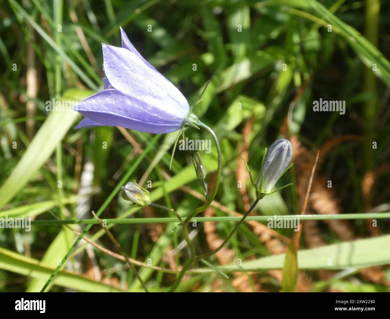 Common Harebell (Campanula rotundifolia) Plantae Stock Photo - Alamy