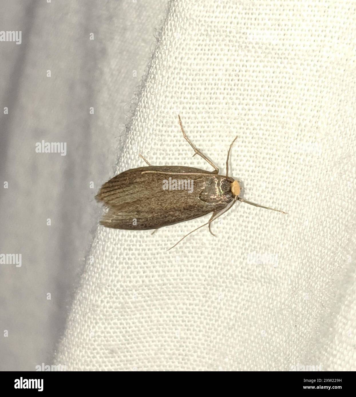 Lesser wax moth hi-res stock photography and images - Alamy