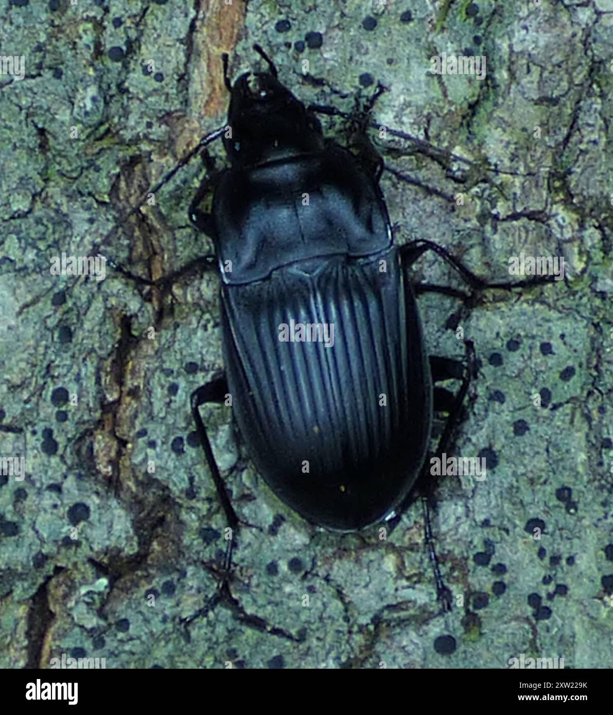 (Dicaelus dilatatus) Insecta Stock Photo - Alamy