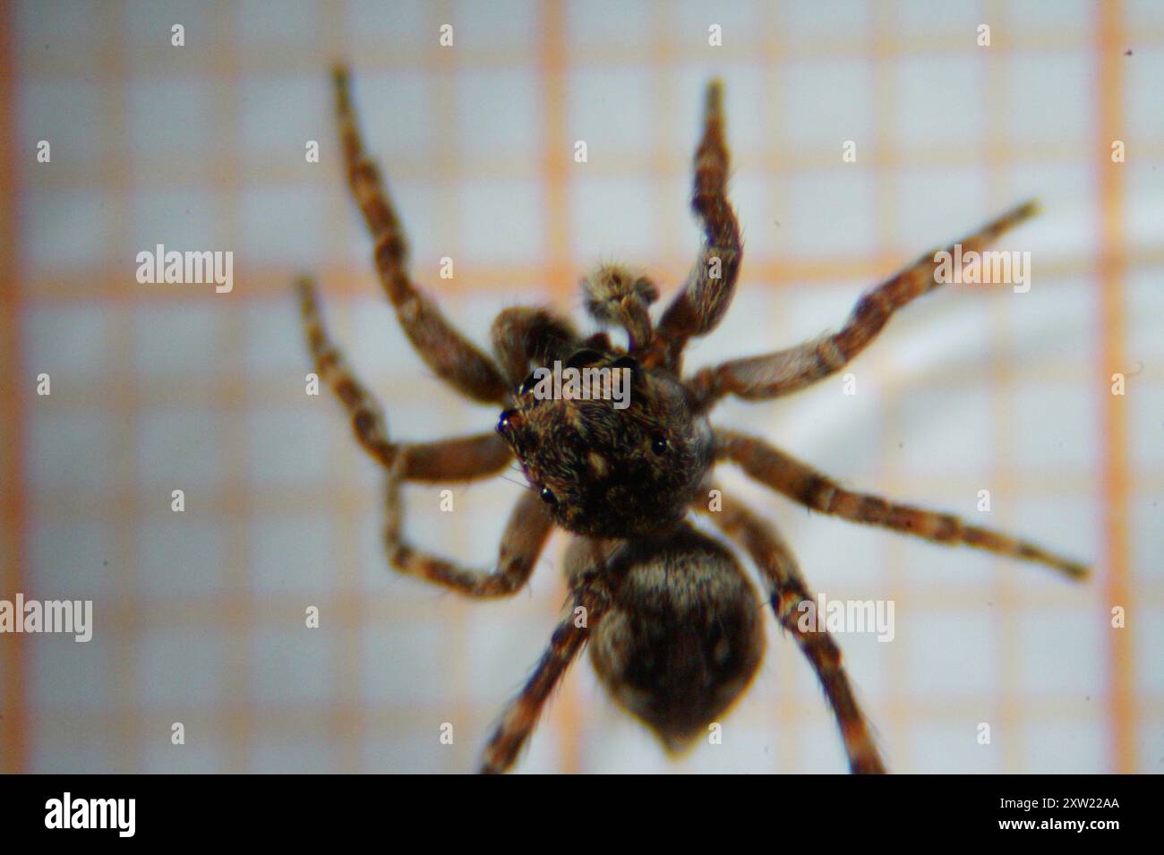 Downy jumping spider (Attulus pubescens) Arachnida Stock Photo - Alamy