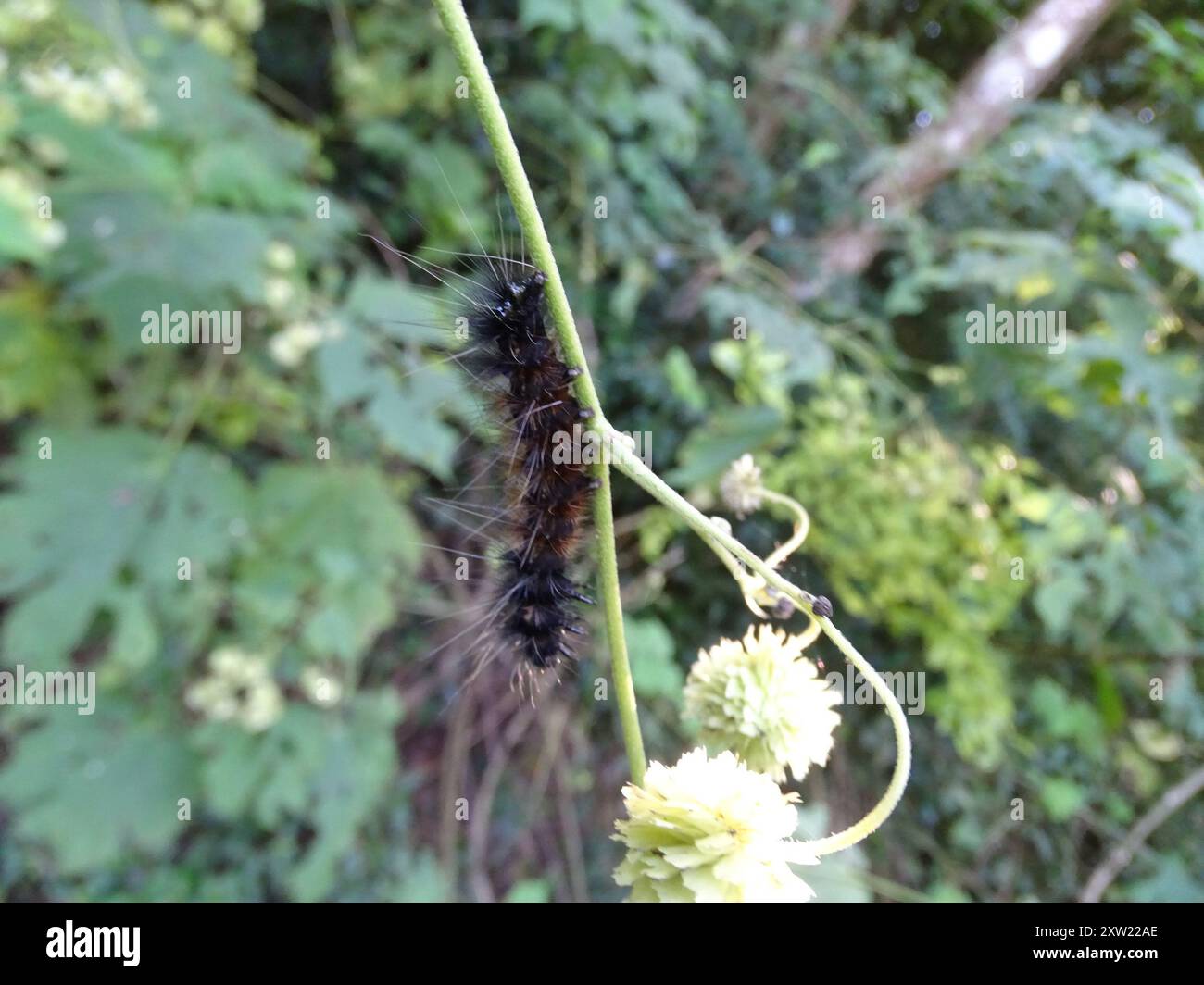 Tree Daisy (Montanoa grandiflora) Plantae Stock Photo - Alamy